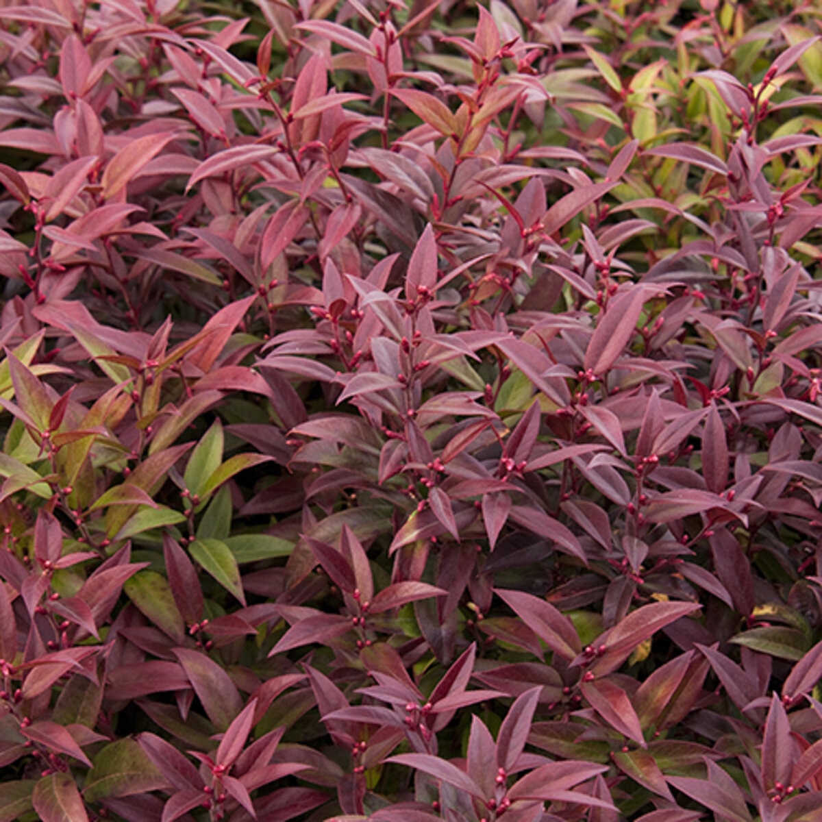 Leucothoe fontanesiana Scarletta Mountain Doghobble | SiteOne US