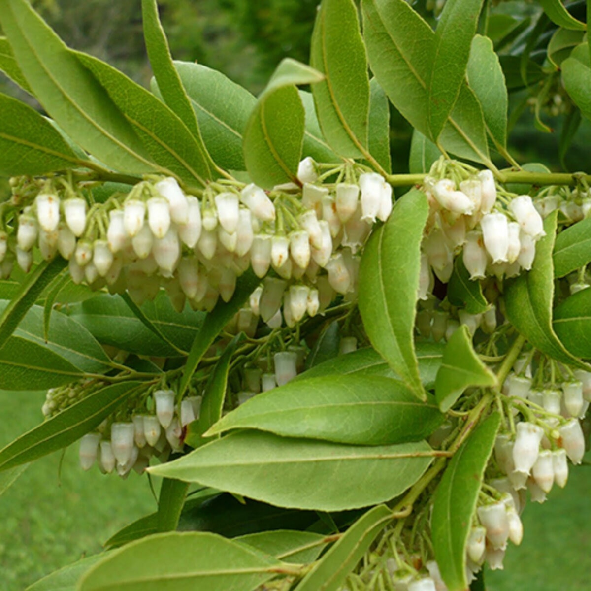 Leucothoe Populifolia Florida Doghobble | SiteOne US
