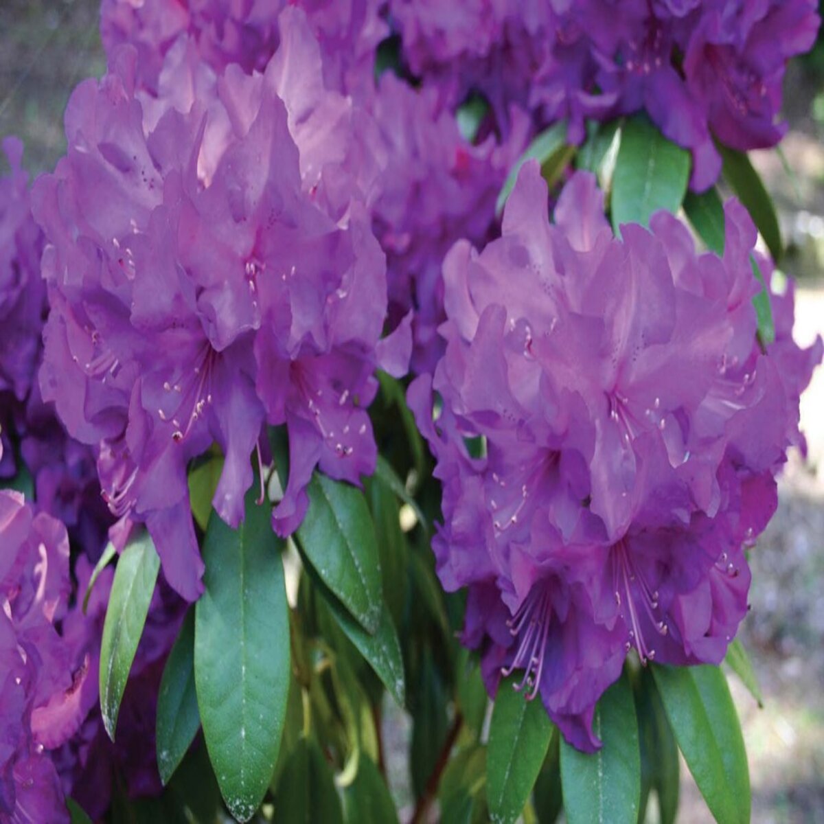 Rhododendron X Purple Passion Rhododendron | SiteOne US
