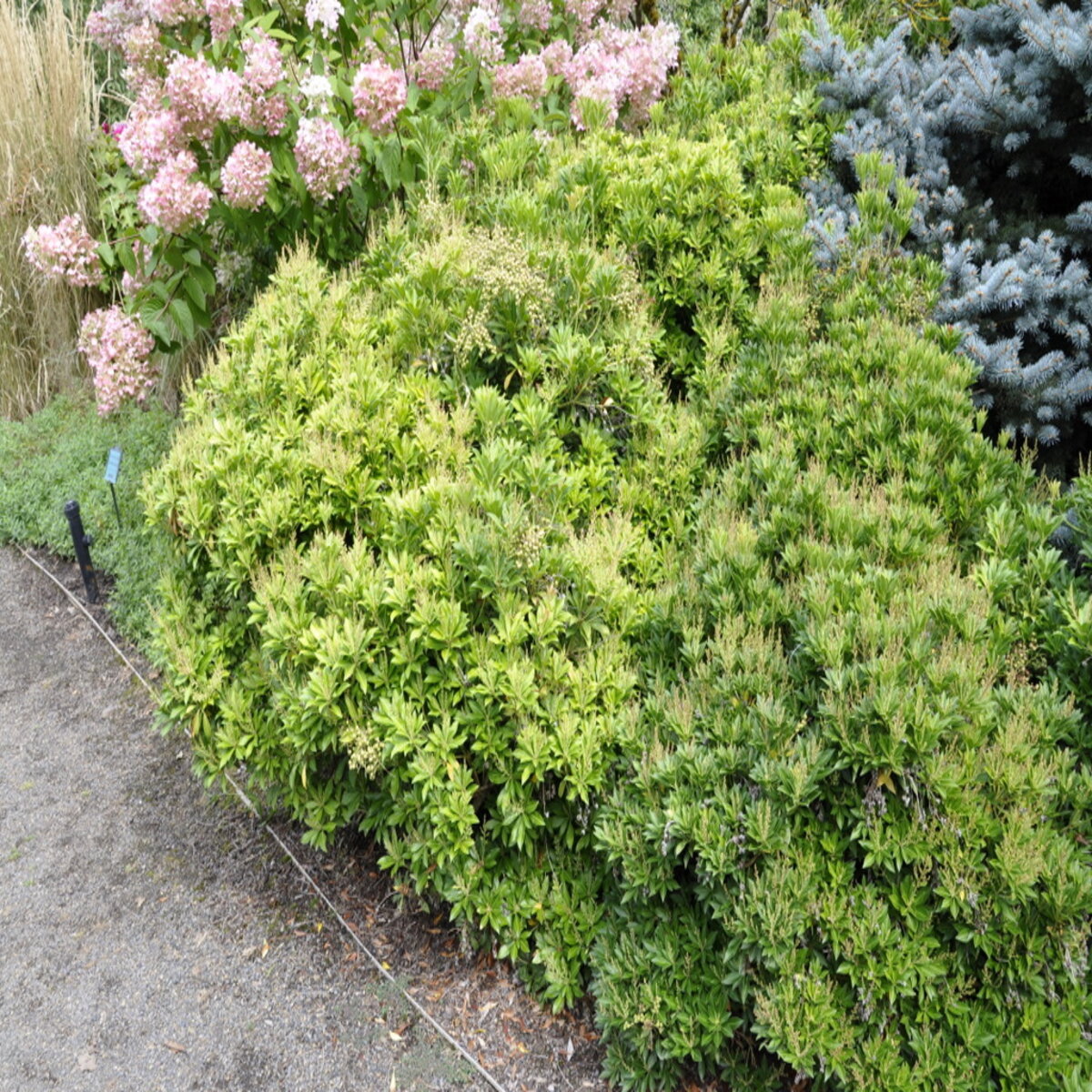 Pieris Japonica Prelude Japanese Andromeda | SiteOne US