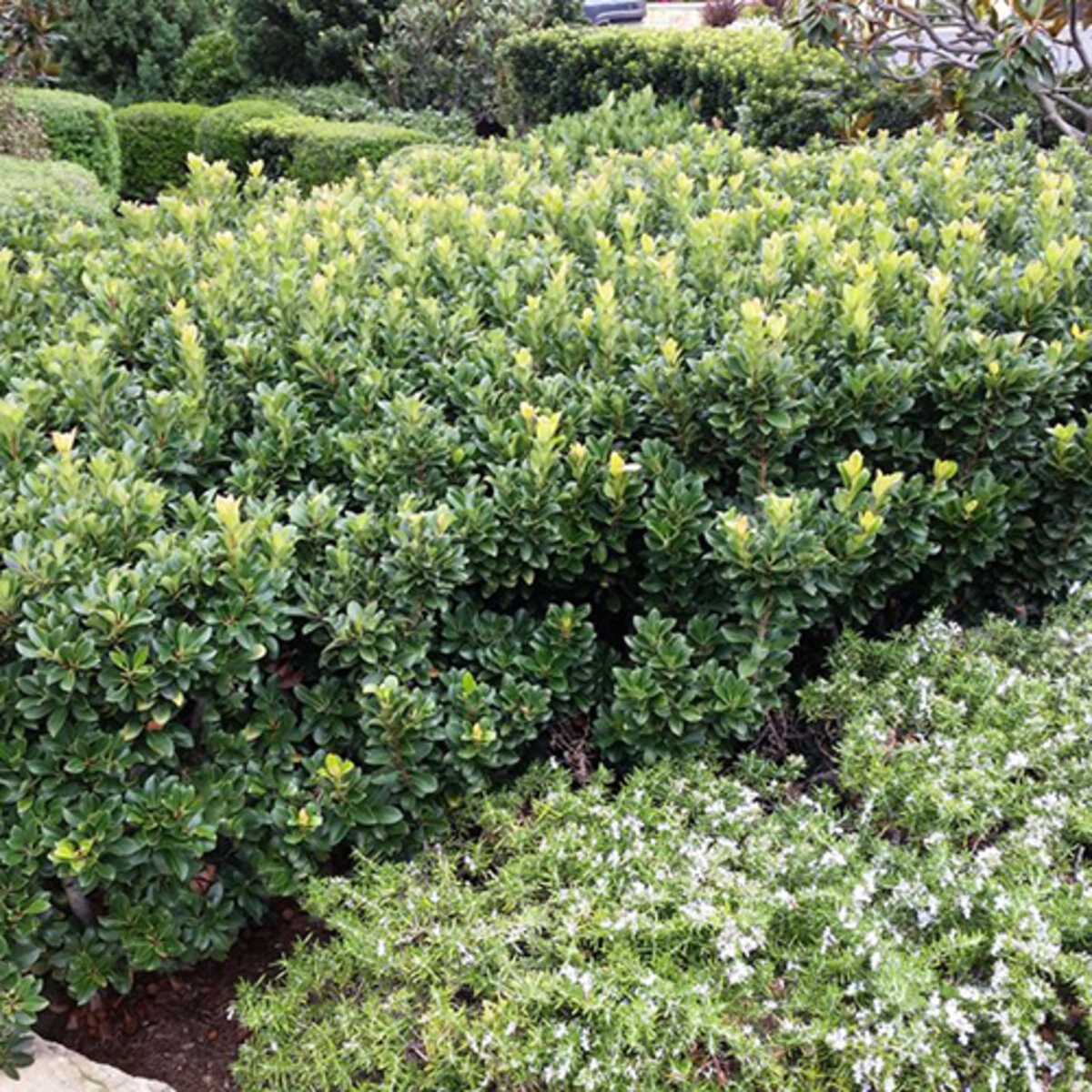 Rhaphiolepis Umbellata Minor Dwarf Yeddo Hawthorn | SiteOne US