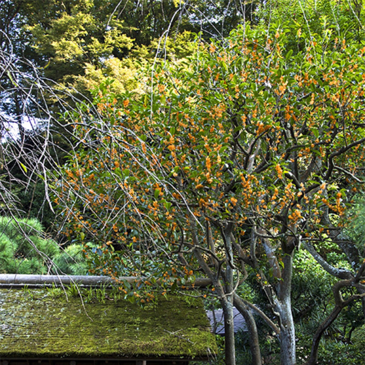 Osmanthus Fragrans var. Aurantiacus Sweet Olive | SiteOne