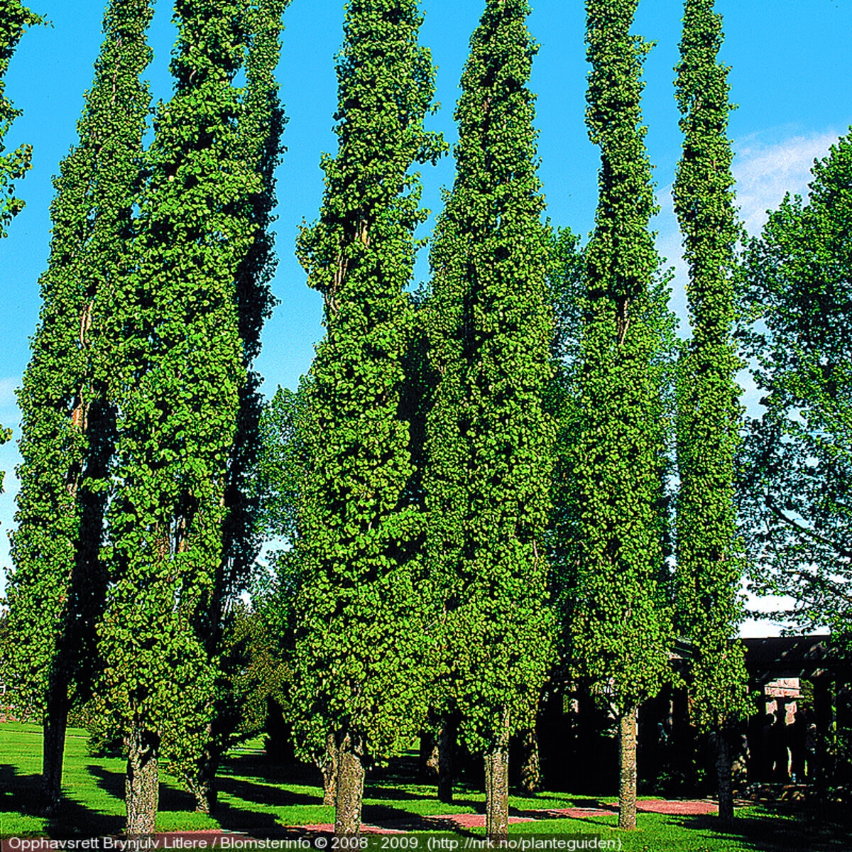 Populus Tremula Erecta Swedish Columnar Aspen | SiteOne US