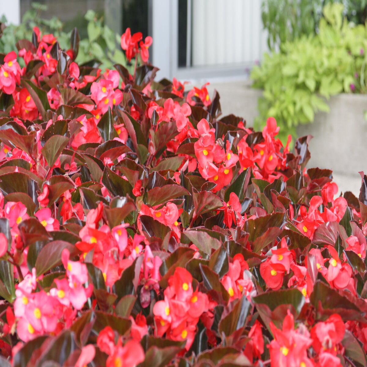 Begonia Semperflorens Bronze Leaf Red Wax Begonia | SiteOne US