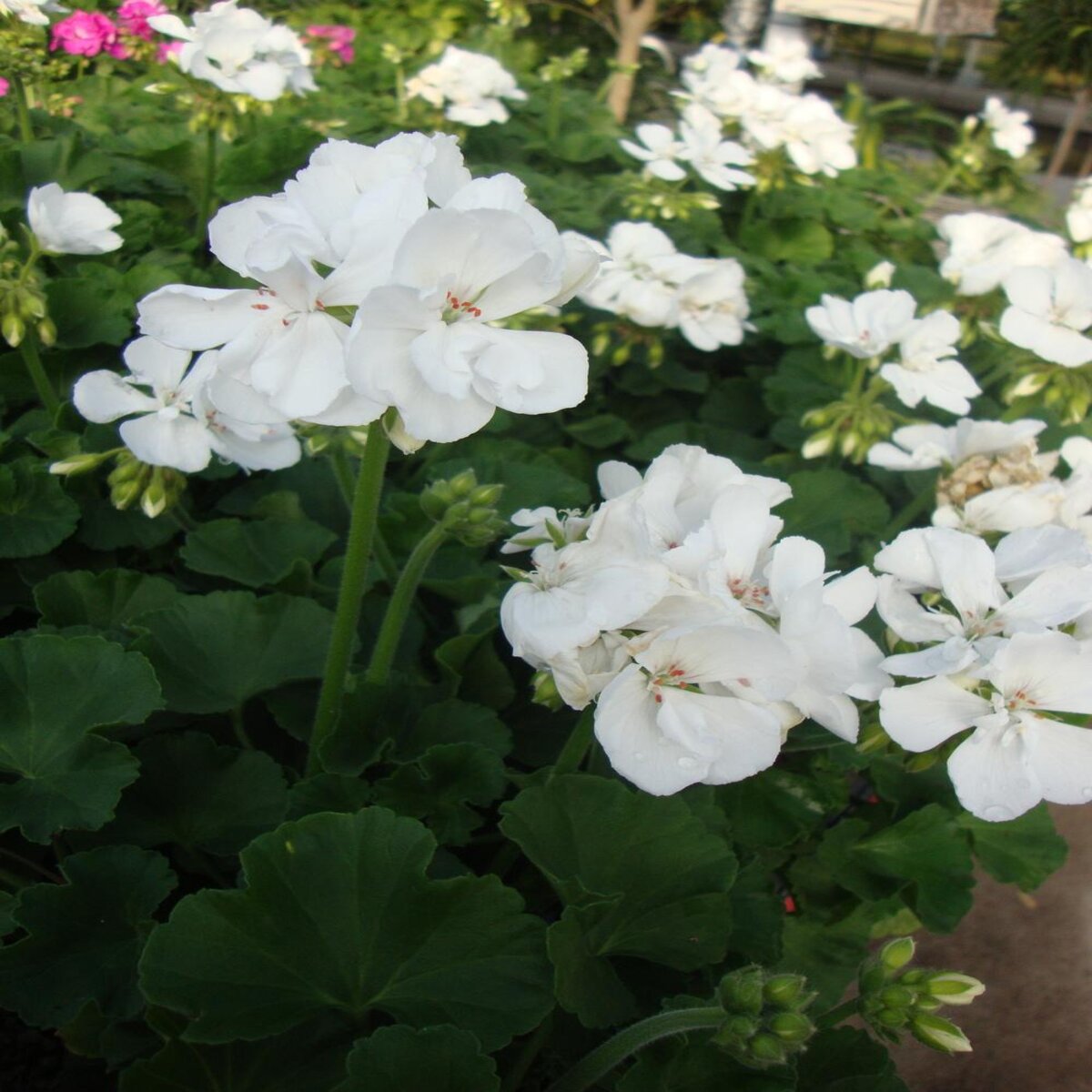 Pelargonium X Hortorum White Zonal Geranium | SiteOne