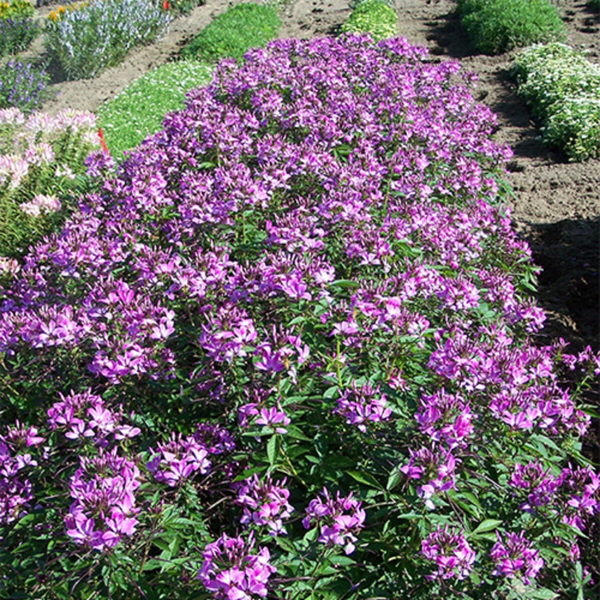 Cleome X Hybrida Senorita Rosalita Spider Flower | SiteOne