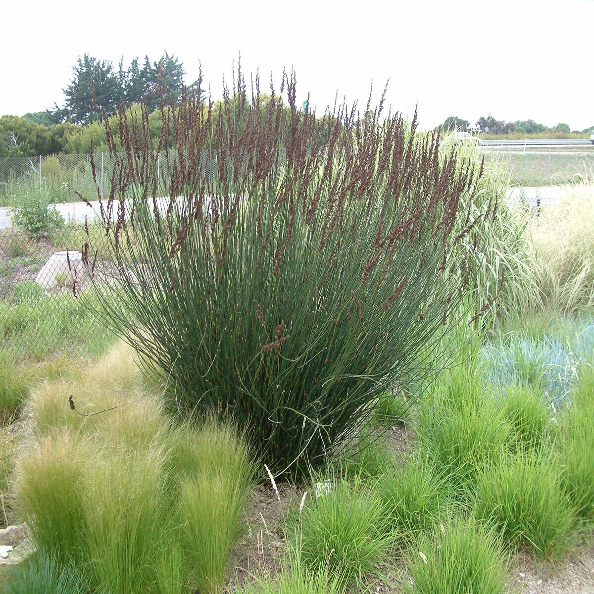 Chondropetalum Tectorum Cape Rush | SiteOne US