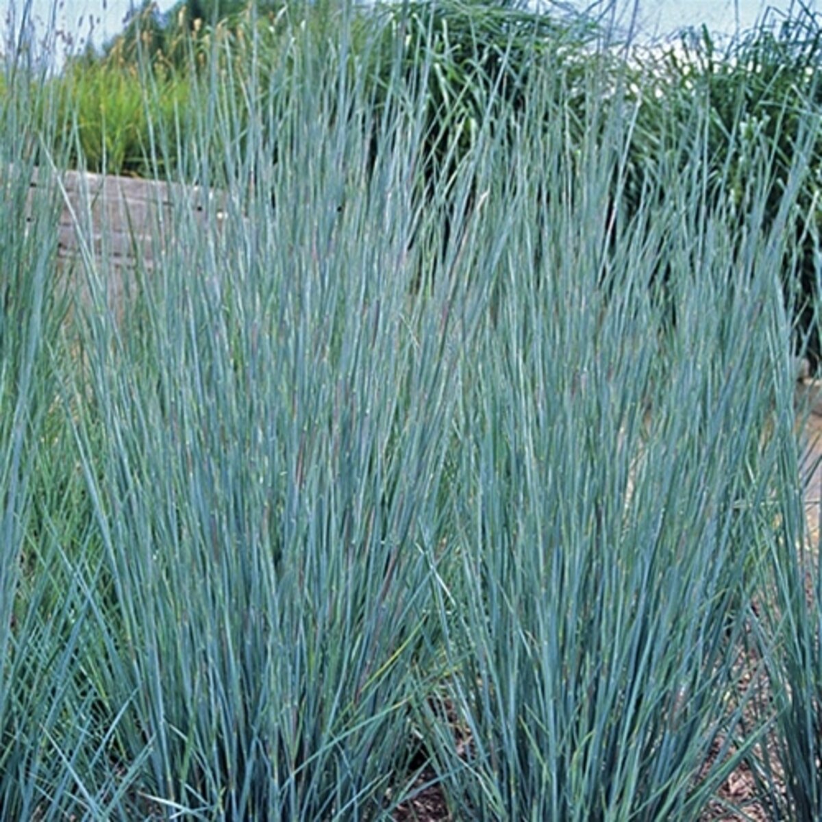 Schizachyrium Scoparium Prairie Blues Little Bluestem Grass | SiteOne US