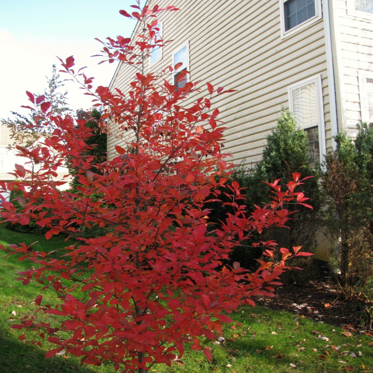 Nyssa Sylvatica Wildfire Black Tupelo | SiteOne US