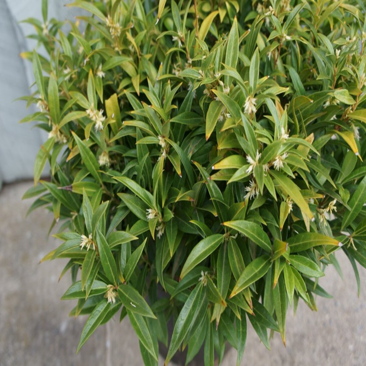 Sarcococca Hookeriana Himalayan Wonders var. Humilis Sarsid 1 Fragrant ...