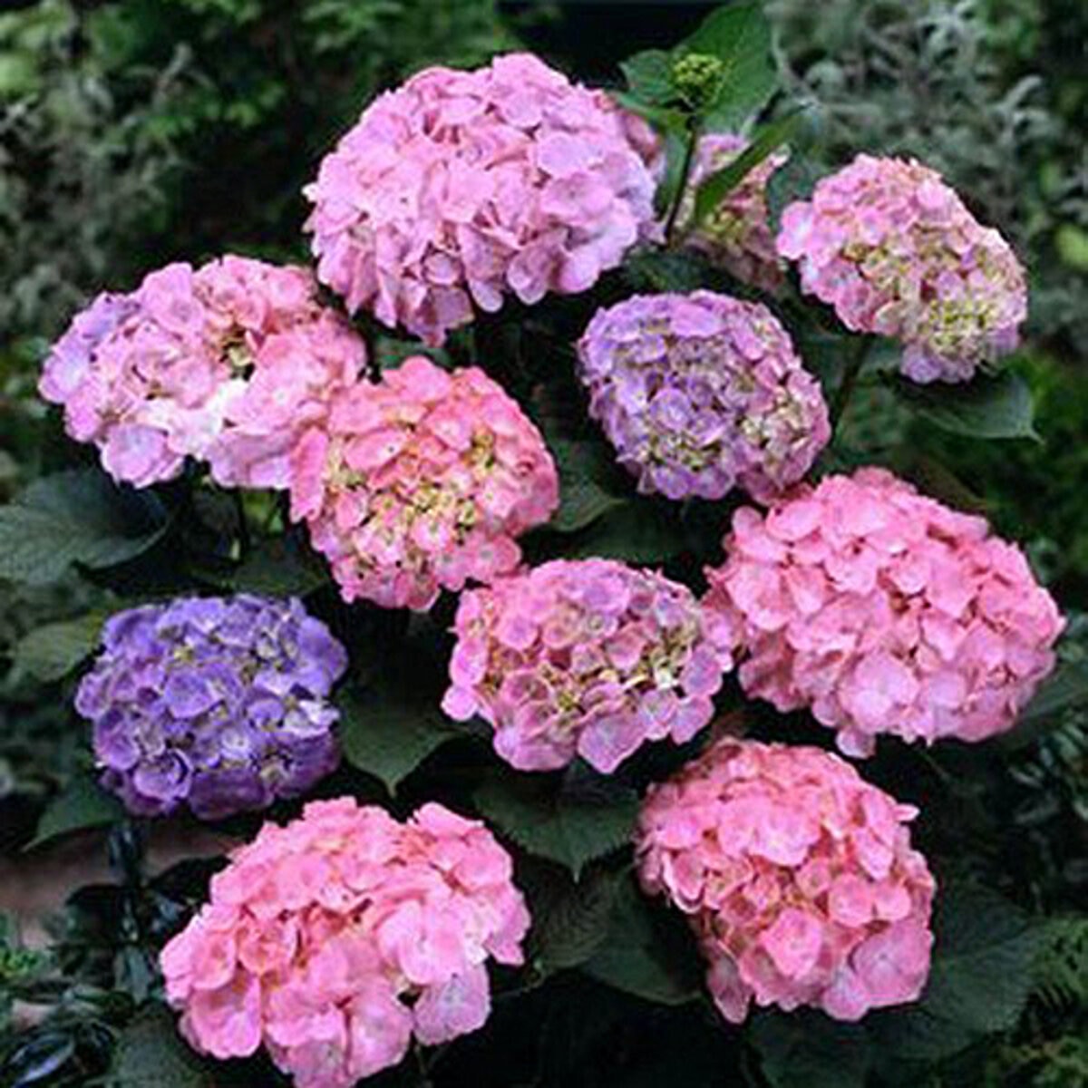 Hydrangea Macrophylla Forever & Ever Early Sensation Big Leaf Hydrangea ...