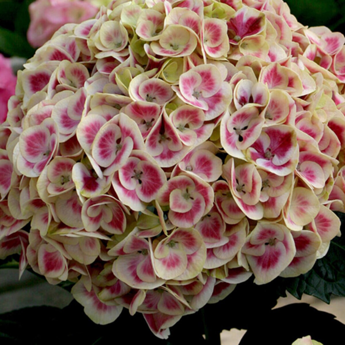 Hydrangea Macrophylla Cityline Ramars Mars Big Leaf Hydrangea | SiteOne US