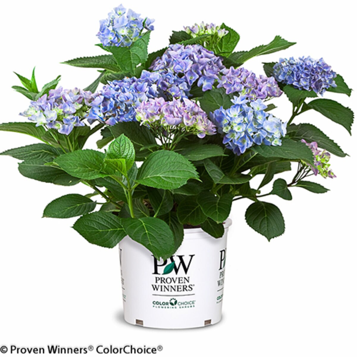 Hydrangea macrophylla Cityline Rio Proven Winners Big Leaf Hydrangea ...