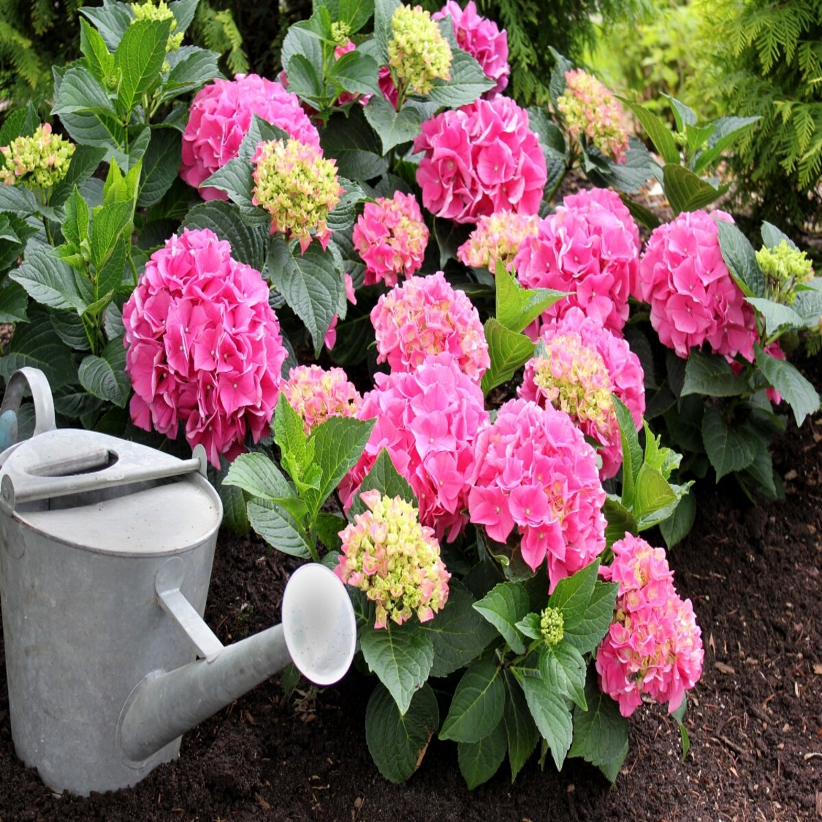 Hydrangea Macrophylla Cityline Vienna Rawl Vienna Big Leaf Hydrangea ...