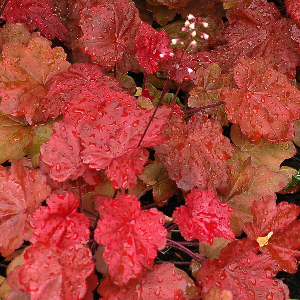 Heuchera X Autumn Leaves Coral Bells | SiteOne US