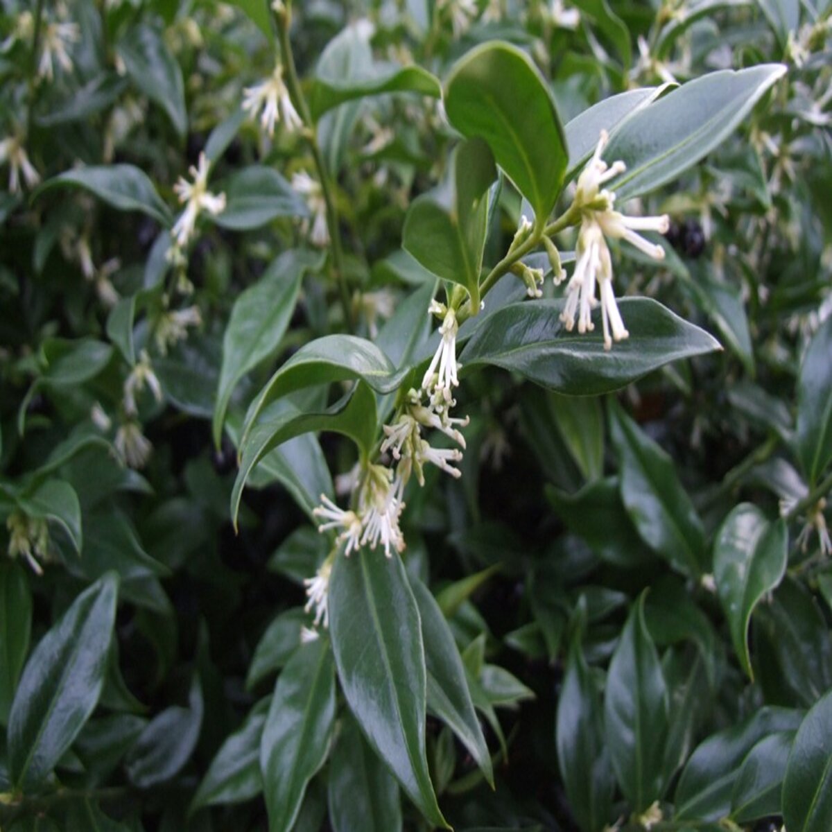 Sarcococca Hookeriana var. Humilis Himalayan Wonders Fragrant Mountain ...