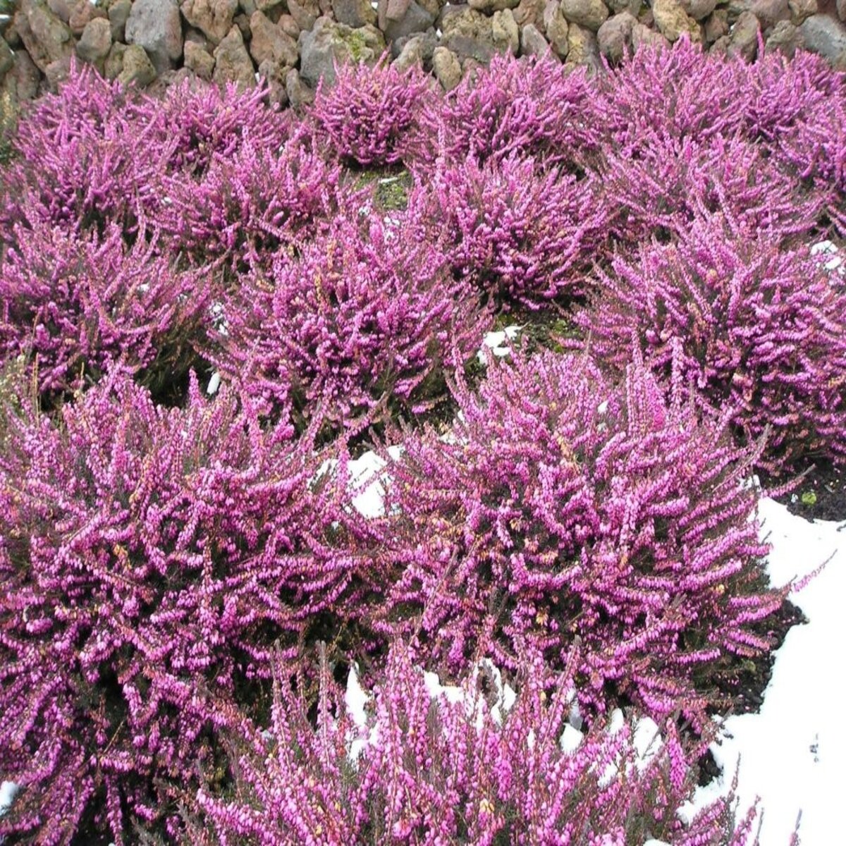 Erica X Darleyensis Kramers Rote Winter Heath | SiteOne US