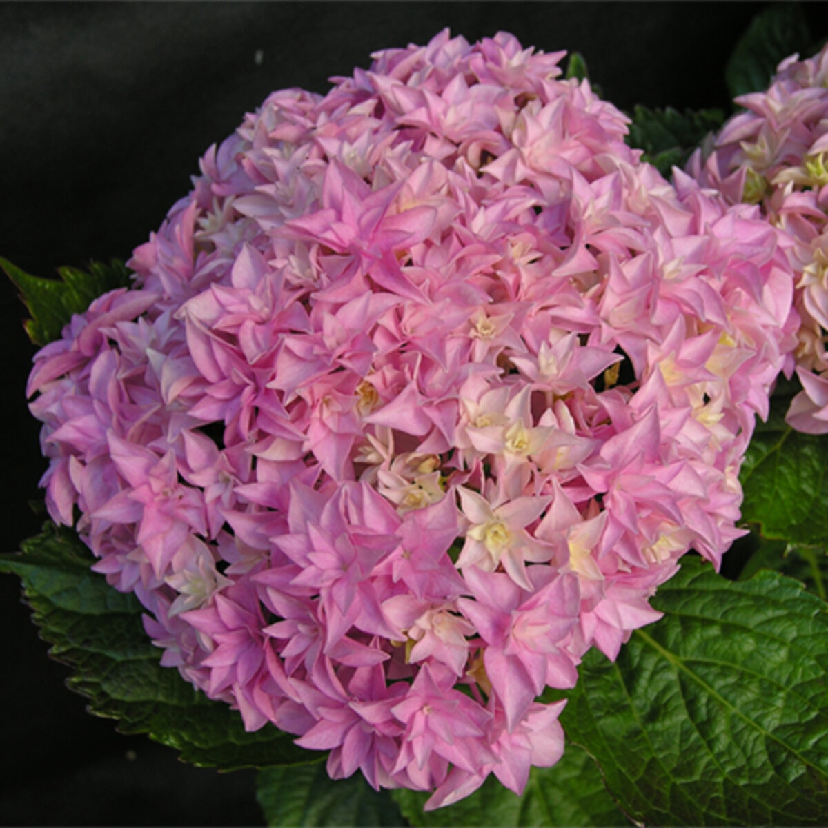 Hydrangea Macrophylla Double Delights Perfection Big Leaf Hydrangea ...