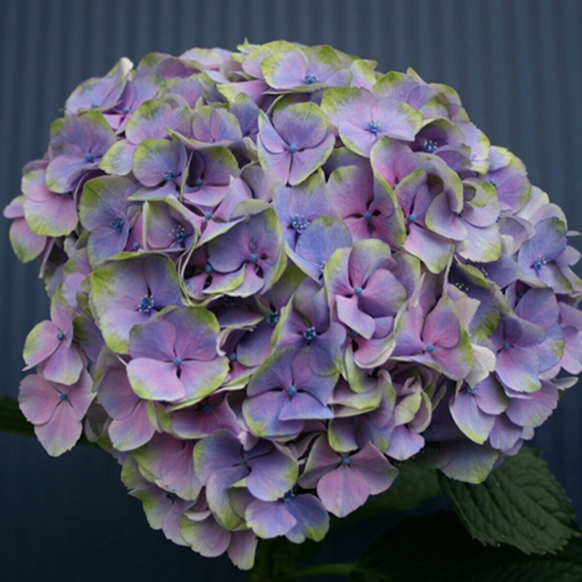 Hydrangea Macrophylla Everlasting Hortmahar Harmony Big Leaf Hydrangea ...