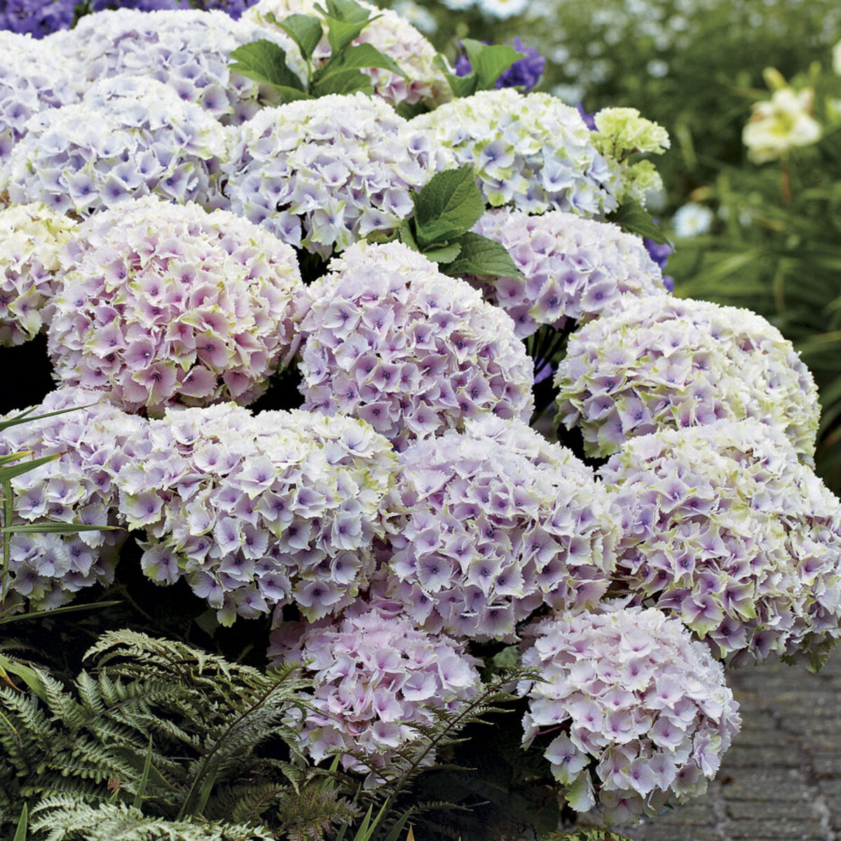 Hydrangea Macrophylla Everlasting Hortmoc Ocean Big Leaf Hydrangea ...