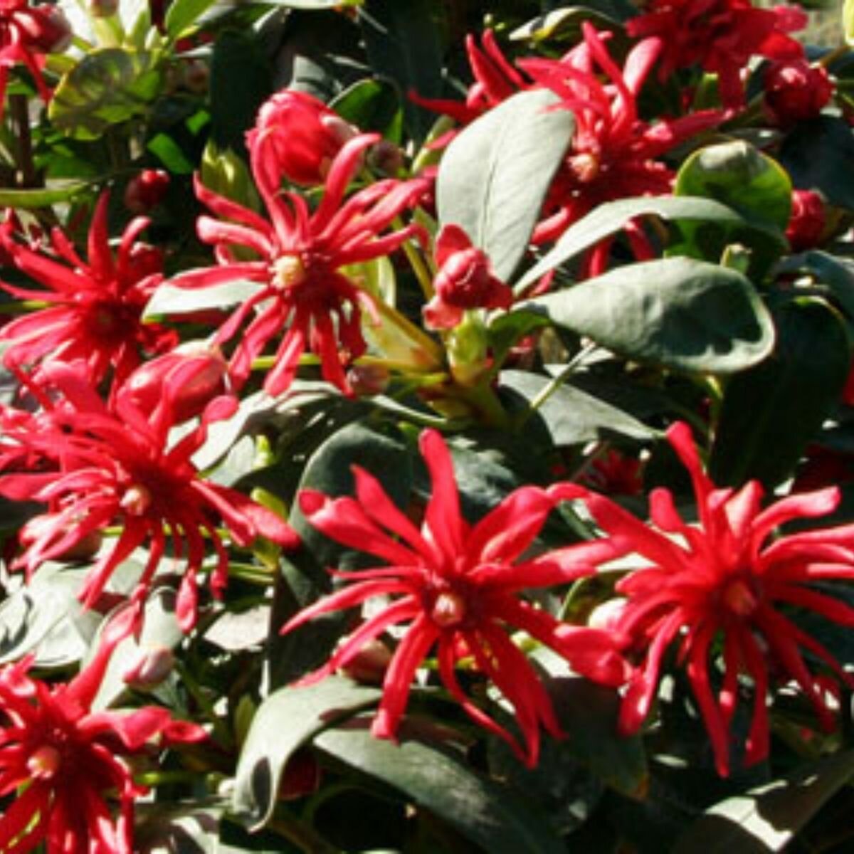 Illicium Floridanum Miss Scarlett Southern Living Florida Anise ...