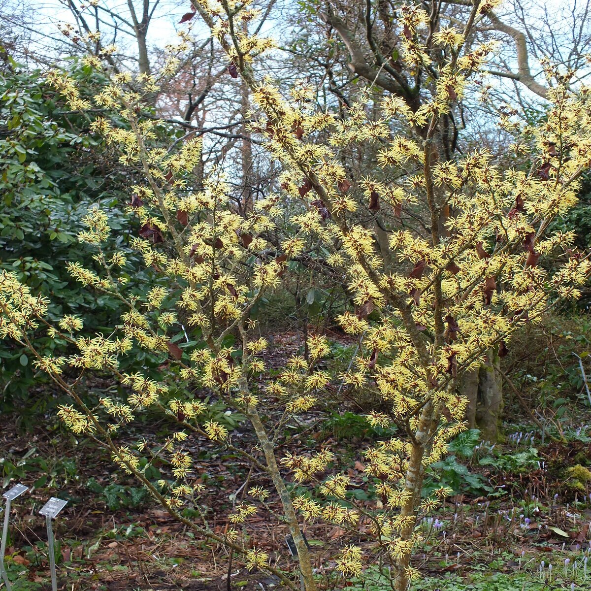 Hamamelis X Intermedia Sunburst Witch Hazel | SiteOne