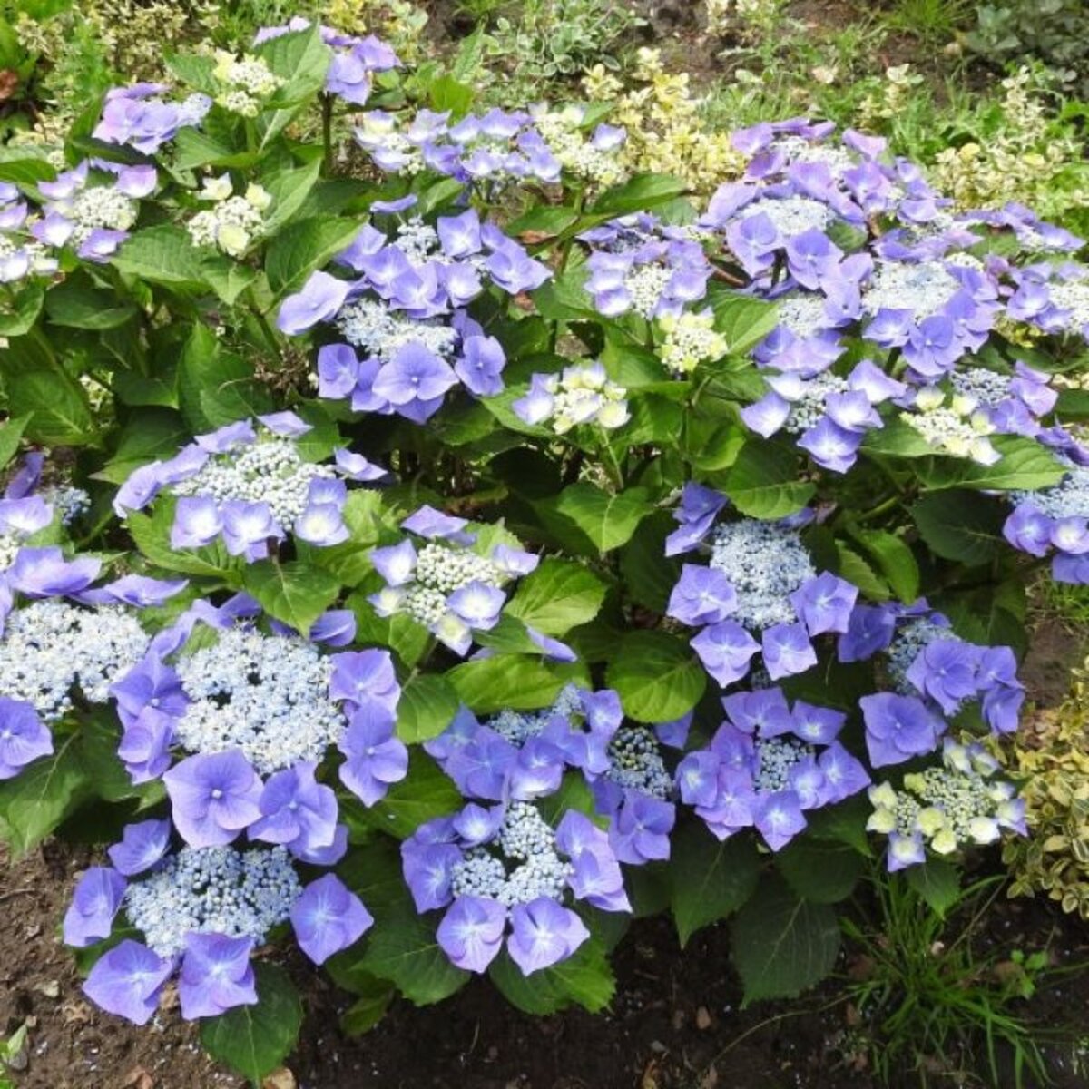 Hydrangea Macrophylla Teller Blue Lacecap Hydrangea | SiteOne US