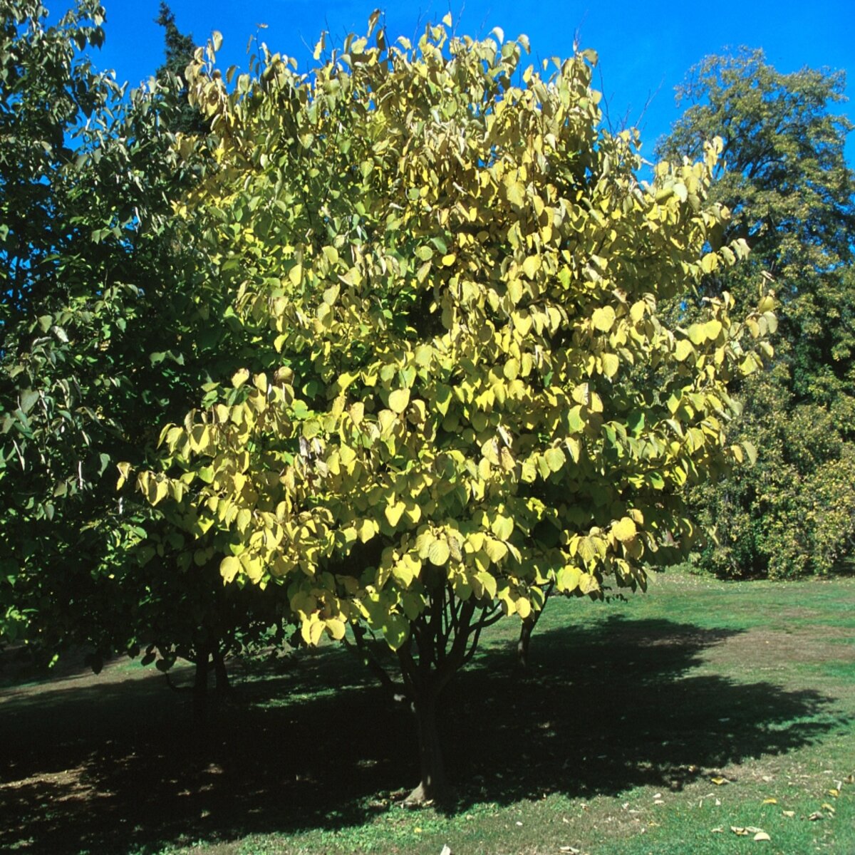 Styrax Obassia Fragrant Snowbell | SiteOne