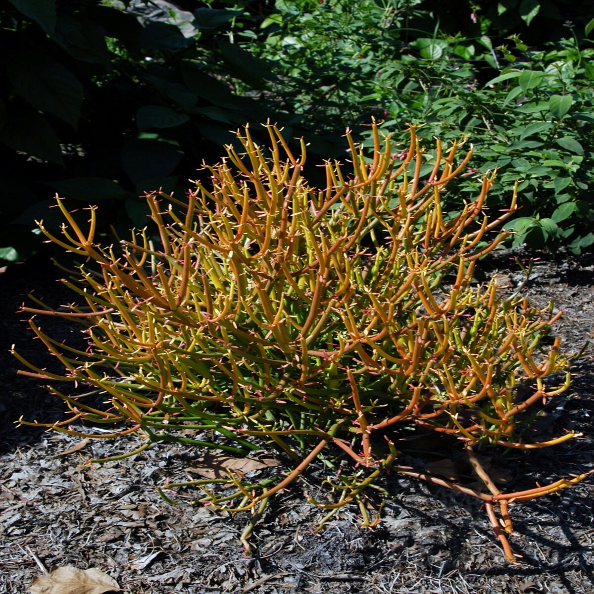 Euphorbia Tirucalli Sticks of Fire Indian Tree Spurge ( | SiteOne