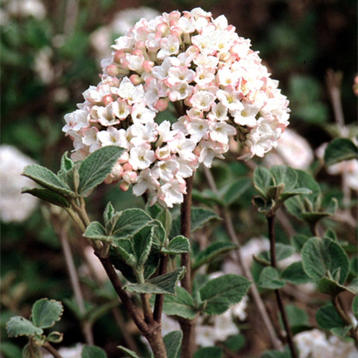 Viburnum Carlesii Compactum Koreanspice Viburnum | SiteOne