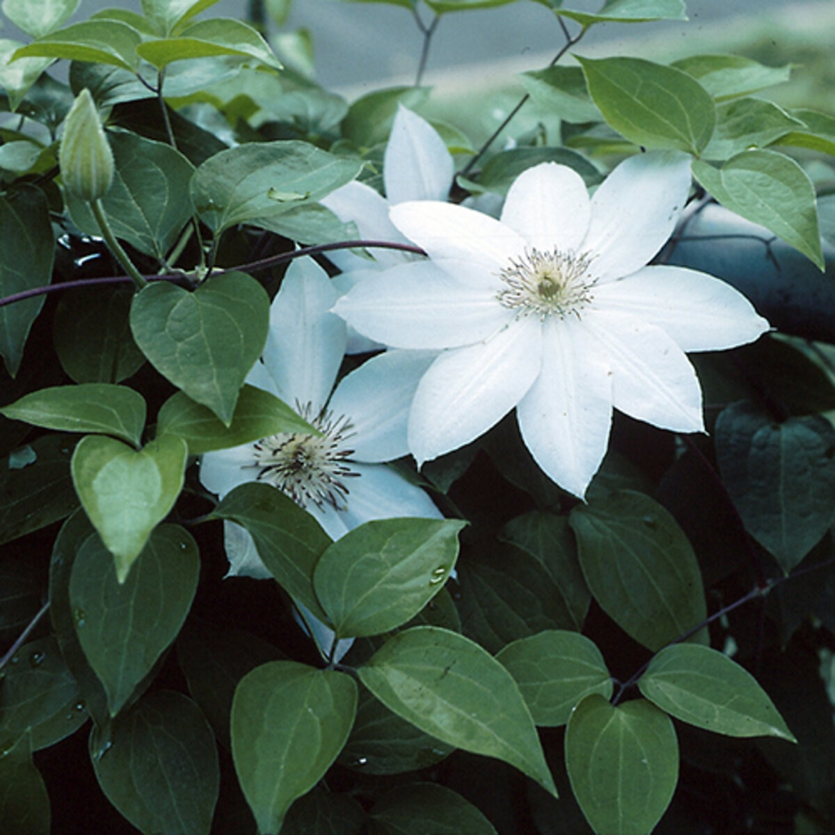 Clematis Henryi Early Large-Flowered Clematis | SiteOne US