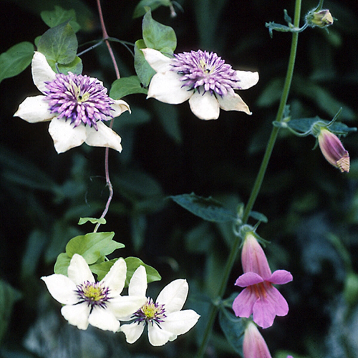 Clematis Florida Sieboldii Clematis | SiteOne US