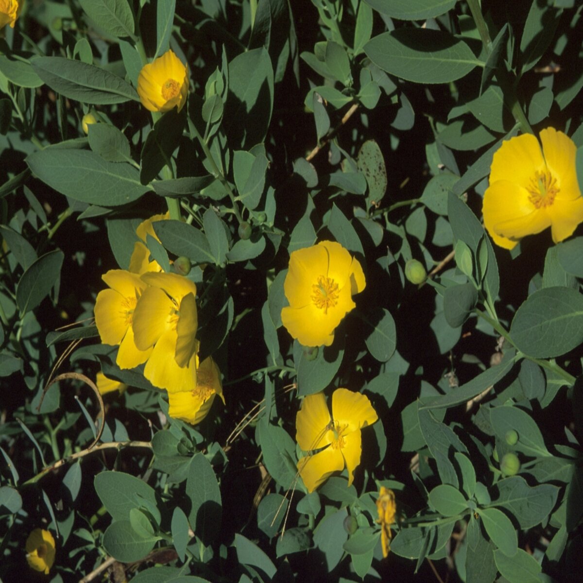 Dendromecon Rigida ssp. Harfordii Channel Islands Tree Poppy | SiteOne US