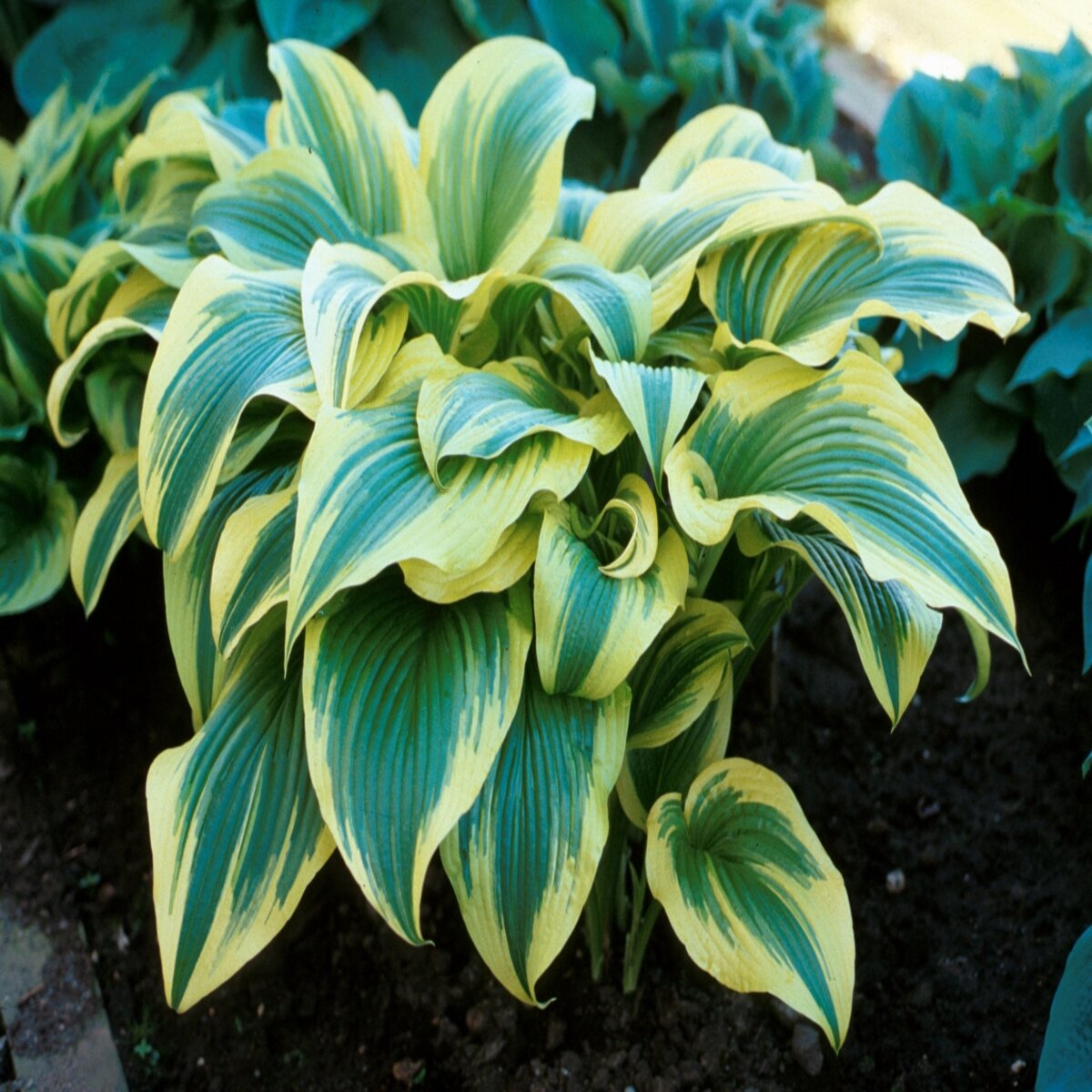 Hosta Ventricosa Aureamaculata Plantain Lily | SiteOne