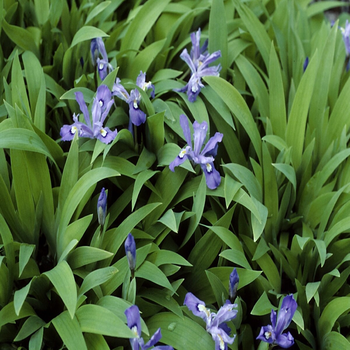 Iris Tectorum Japanese Roof Iris | SiteOne