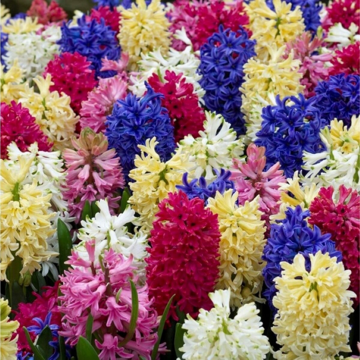 Hyacinthus Bulb Orientalis Rainbow Mixture Hyacinth | SiteOne US