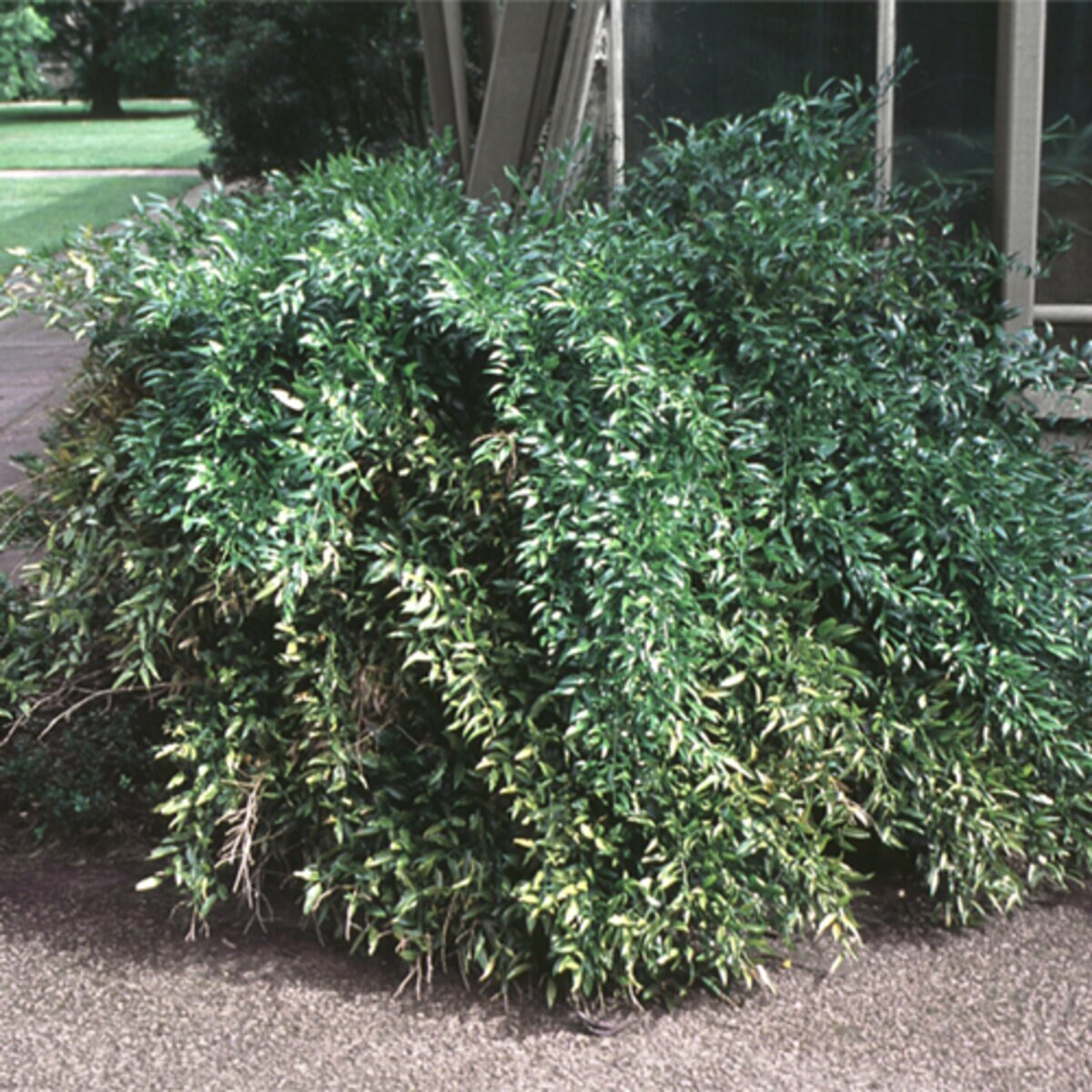 Danae Racemosa Alexandrian Laurel | SiteOne US
