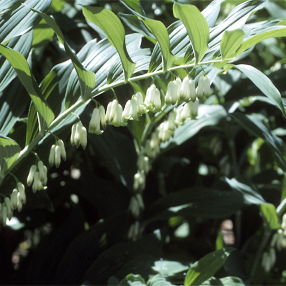 Polygonatum Biflorum var. Commutatum Solomons Seal | SiteOne