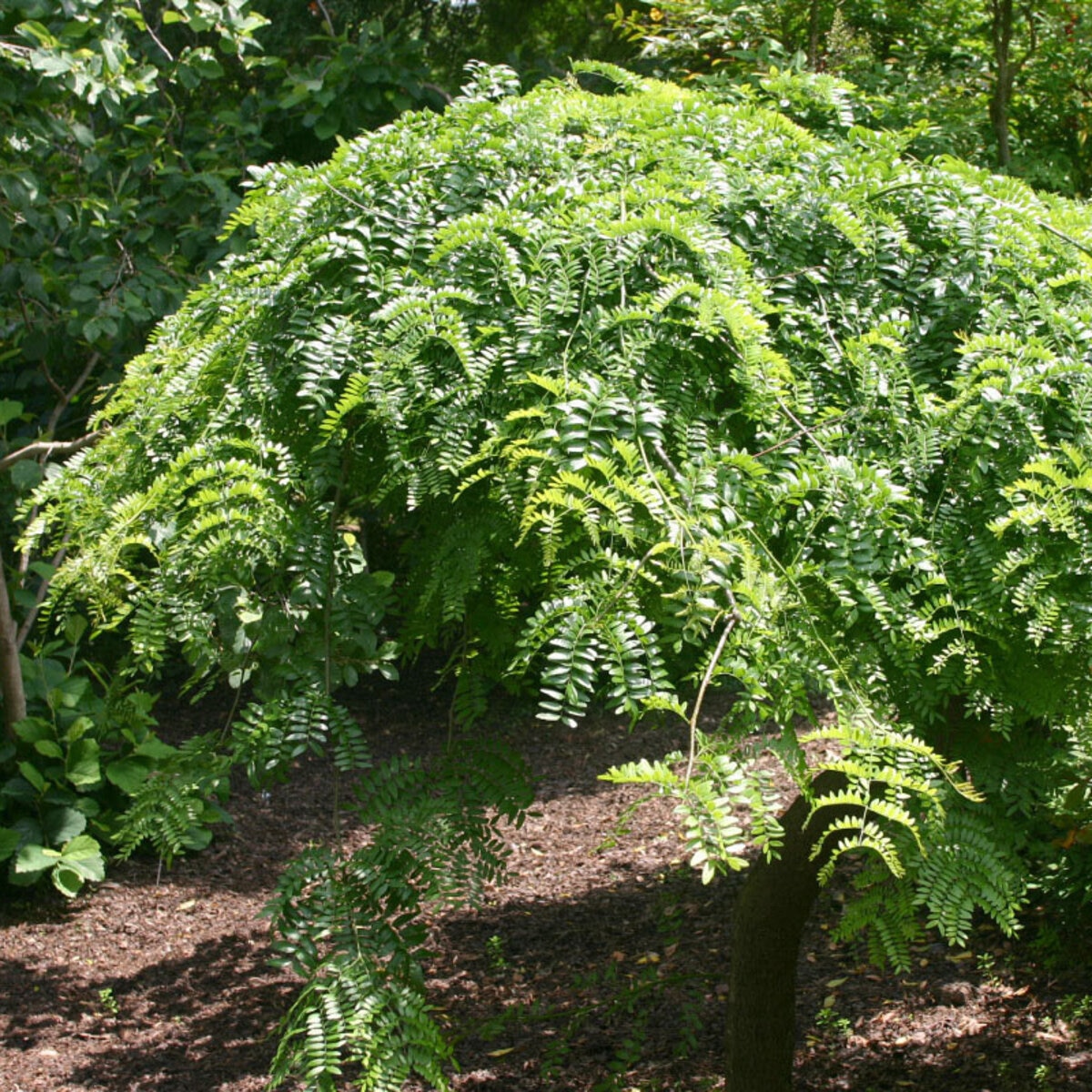 Gleditsia Triacanthos Emerald Cascade Weeping Honeylocust | SiteOne US