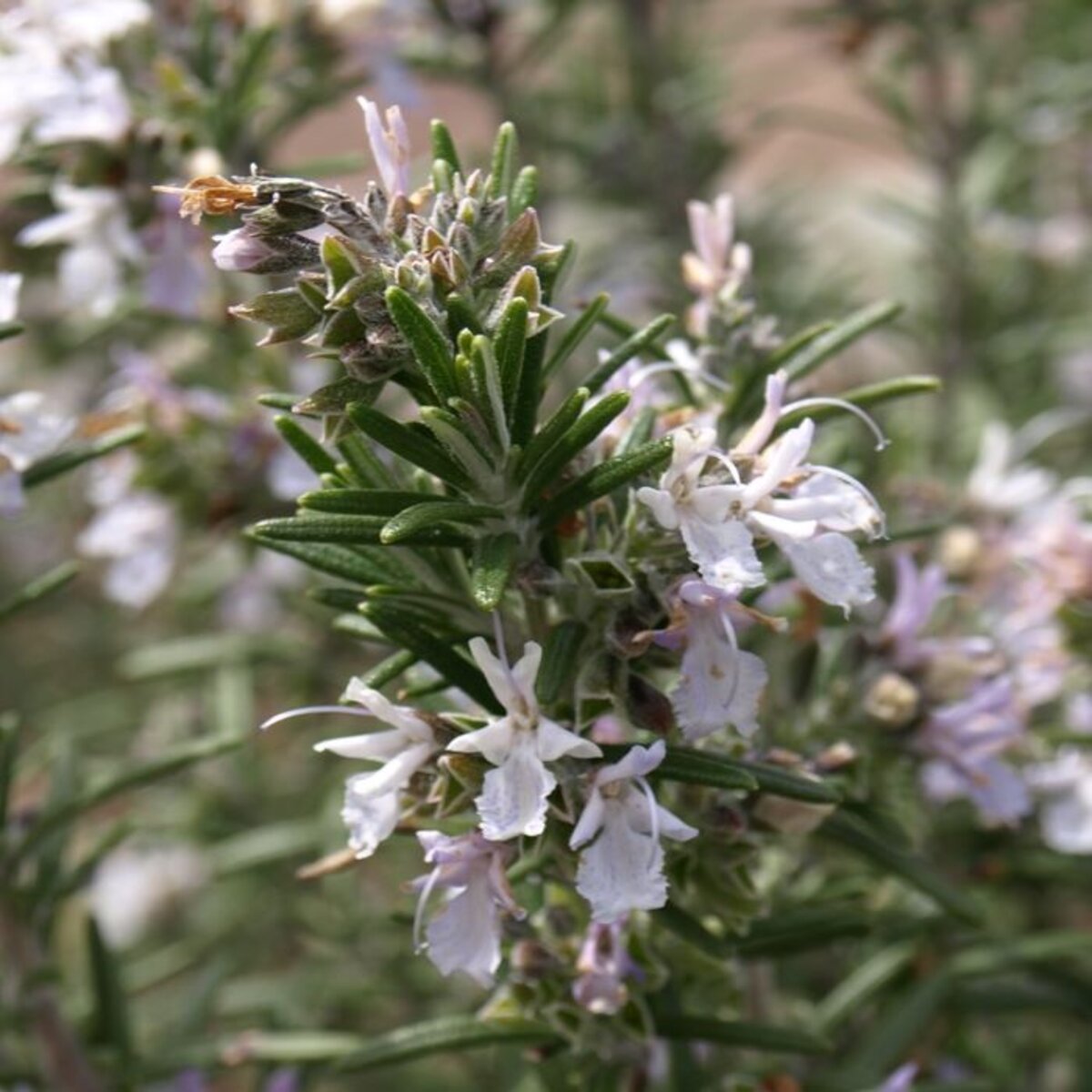 Salvia rosmarinus Albus Rosemary | SiteOne US