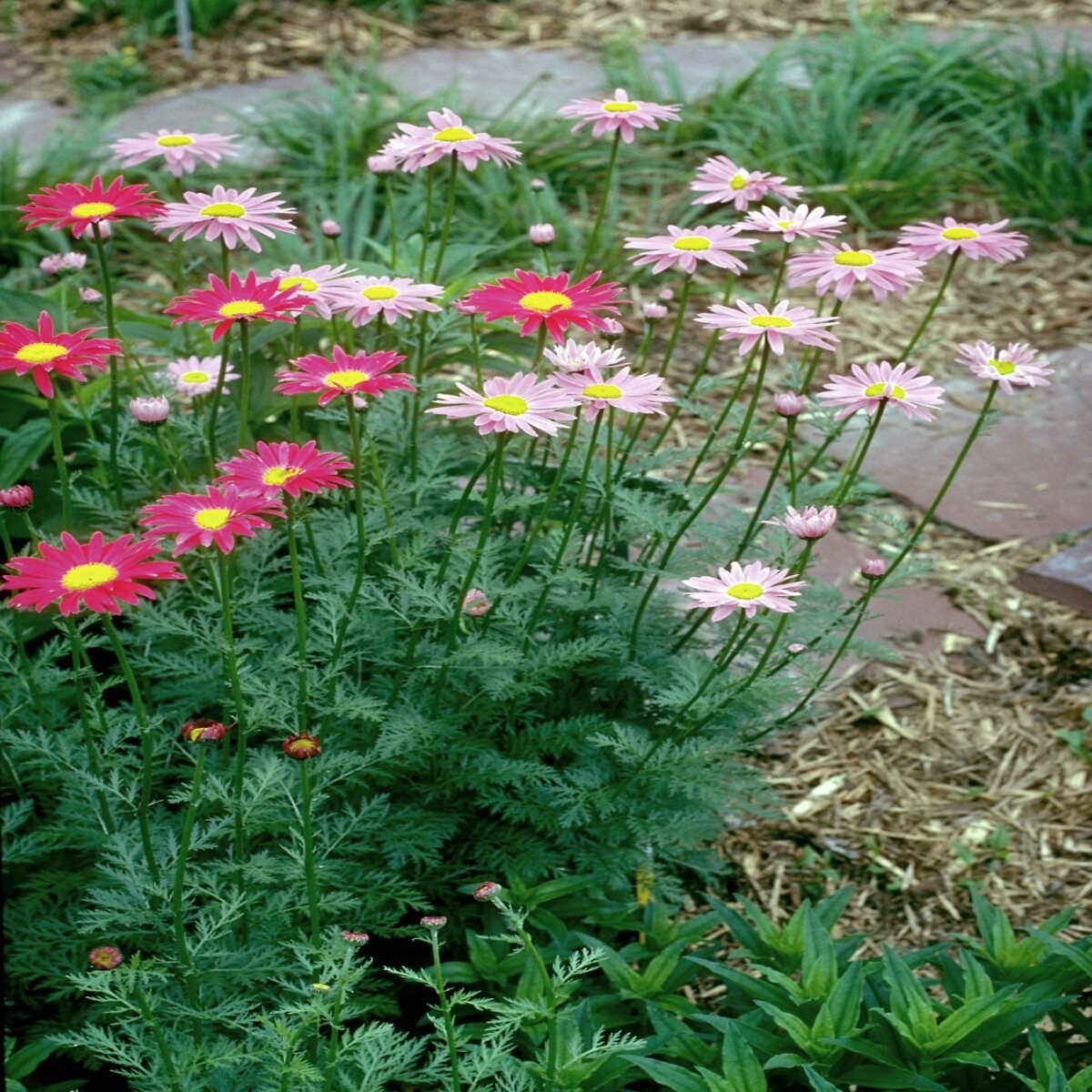 Tanacetum Coccineum Painted Daisy | SiteOne US