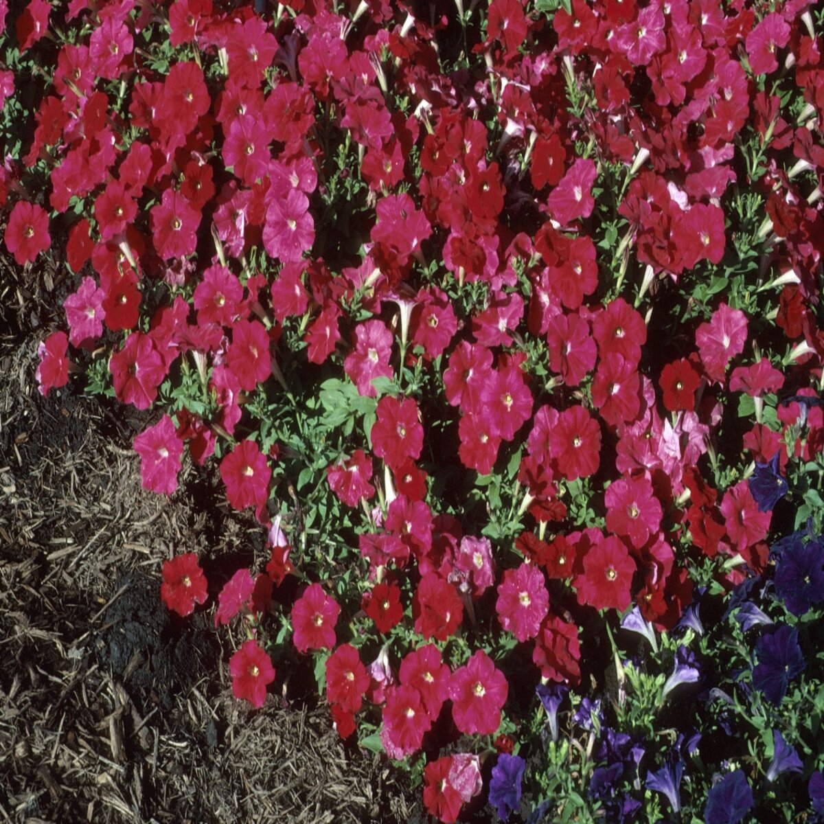 Petunia X Hybrida Carpet Bright Red MultiFlora Single Petunia | SiteOne