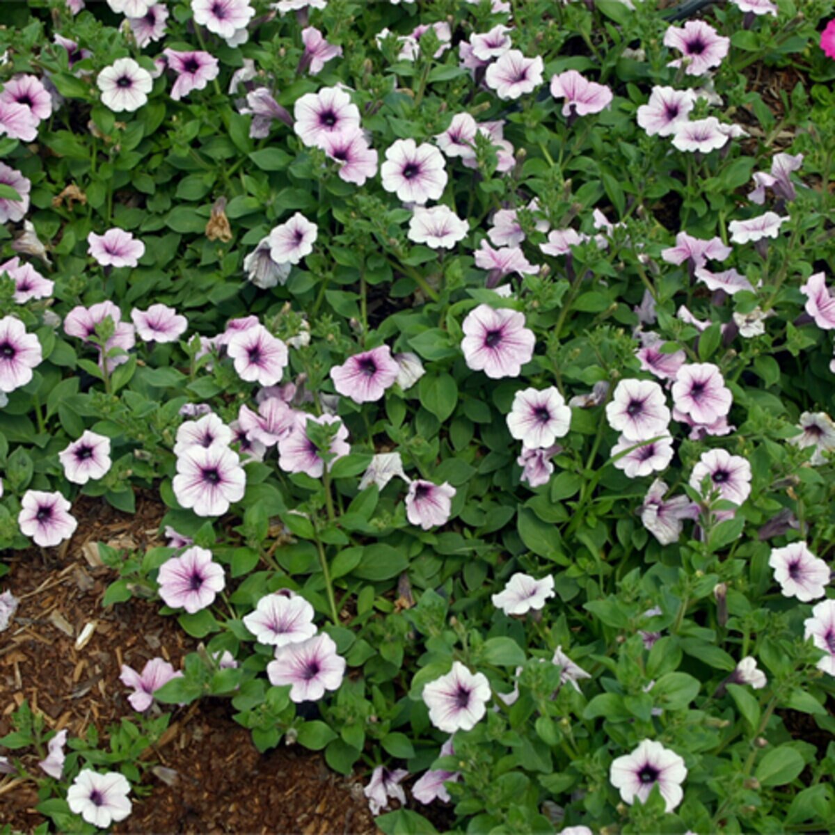 Petunia X Hybrida Surfinia Lavender Lace Petunia | SiteOne