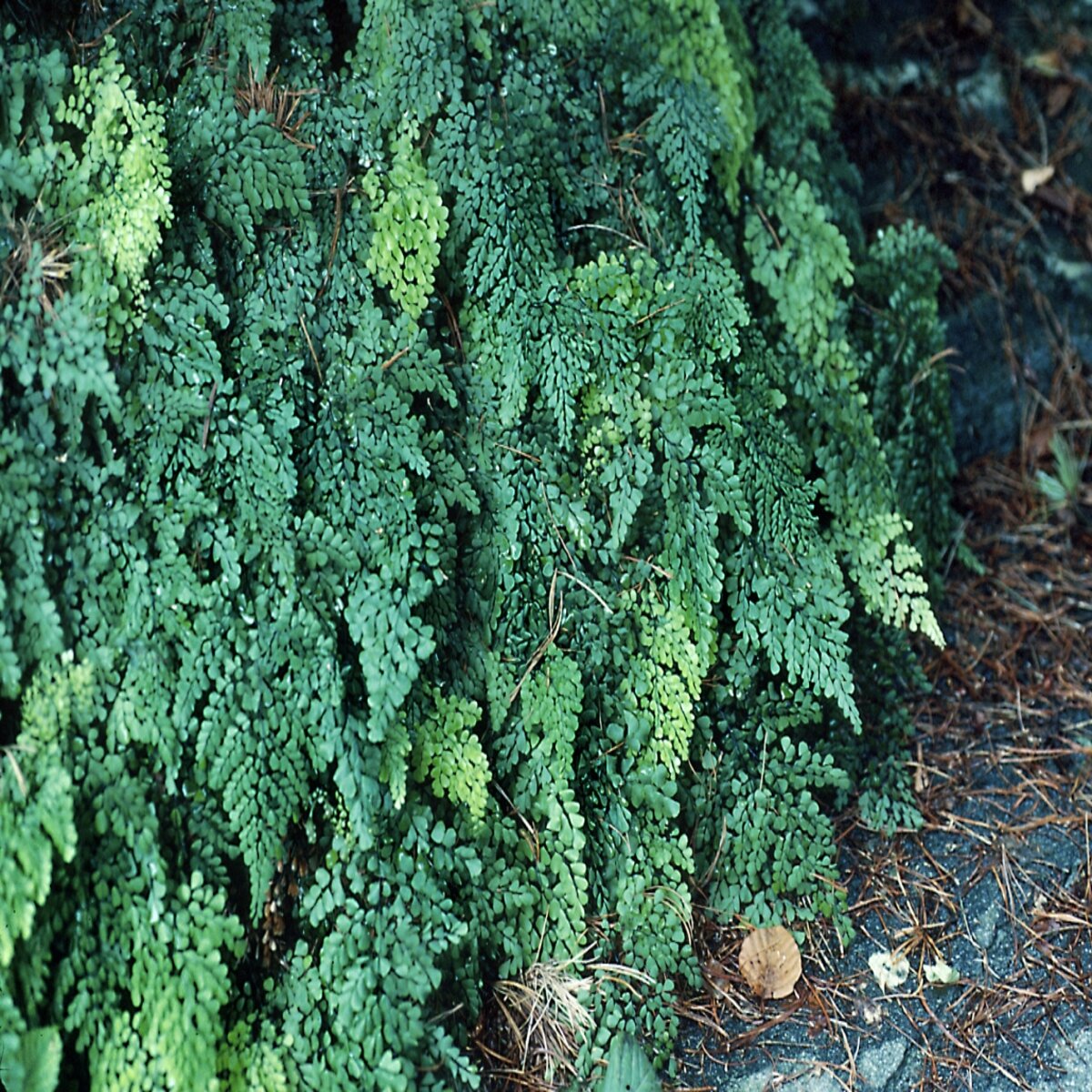 Adiantum Venustum Himalayan Maidenhair Fern | SiteOne US