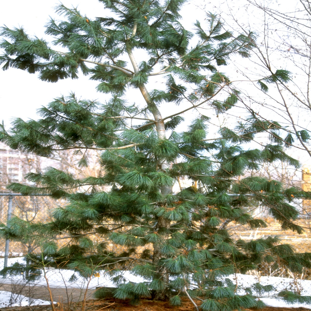 Pinus Strobiformis Southwestern White Pine | SiteOne US