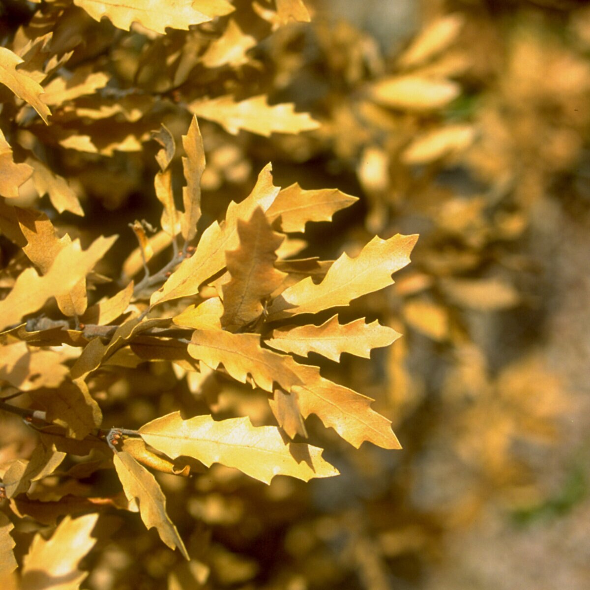 Quercus Undulata Wavyleaf Oak | SiteOne