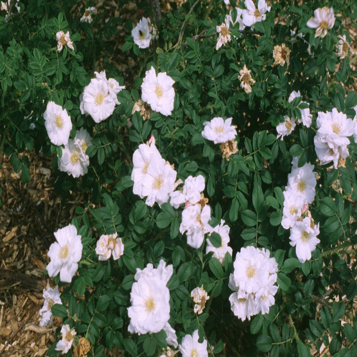 Rosa X Gourmet Popcorn Miniature Rose | SiteOne