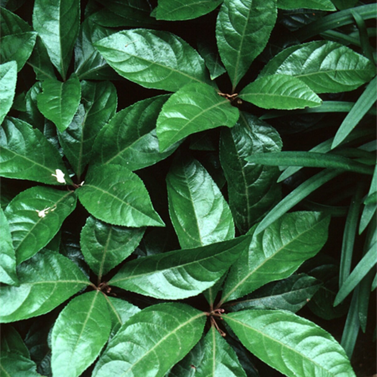 Ardisia Japonica Marlberry | SiteOne US