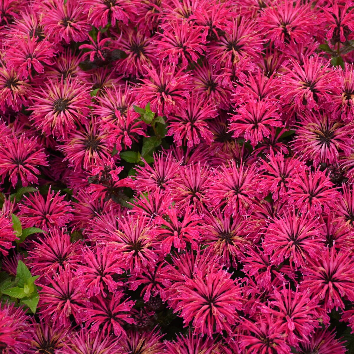 Monarda x Leading Lady Razzberry Proven Winners Bee Balm | SiteOne US