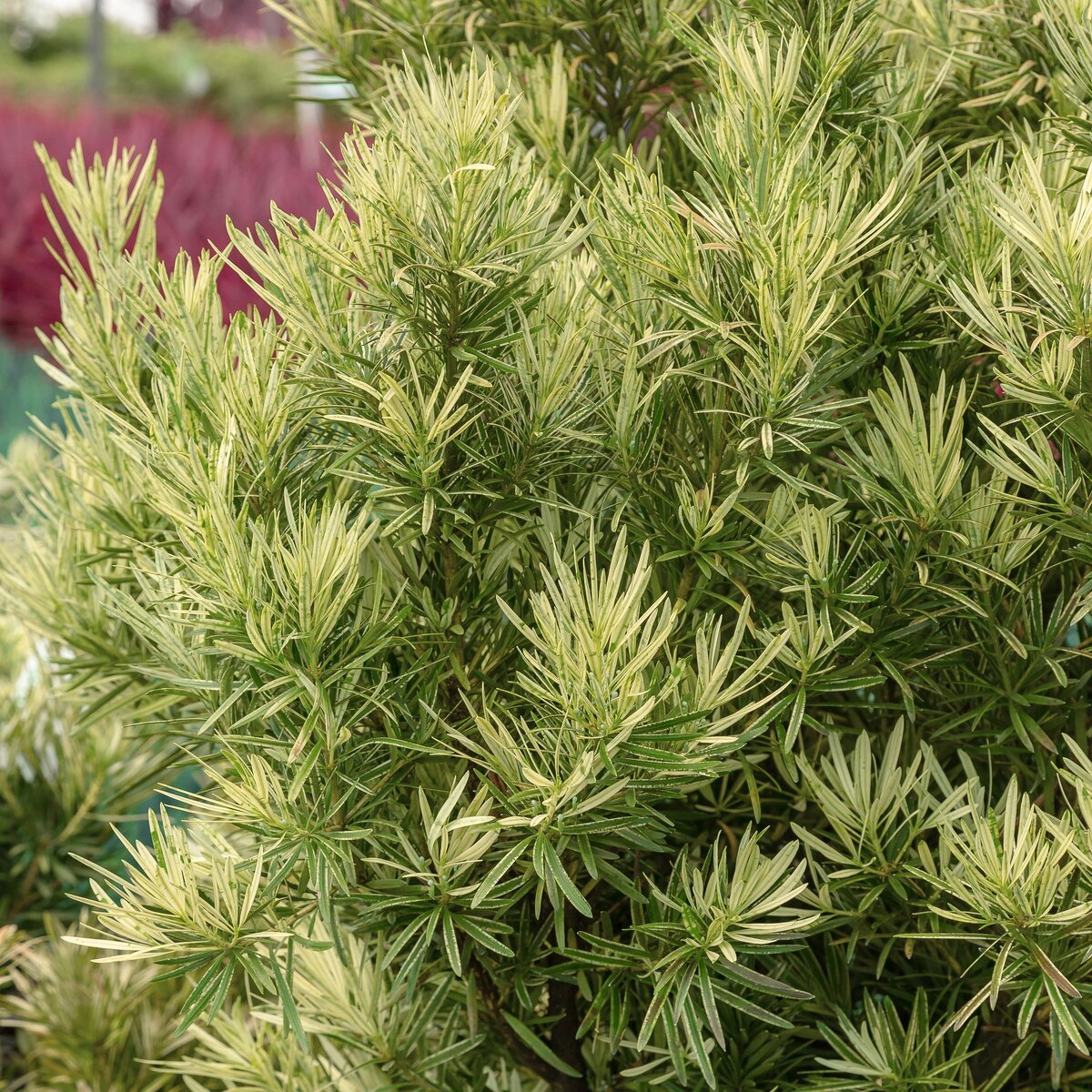 Podocarpus Macrophyllus Roman Candle Variegated Yew Plum Pine | SiteOne US